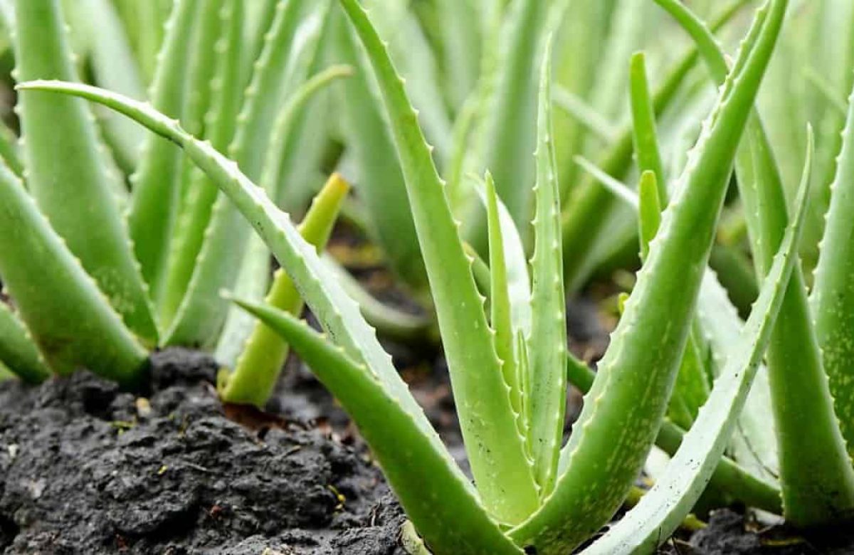 Aloe Vera, sus fantásticos beneficios y usos - Katazu